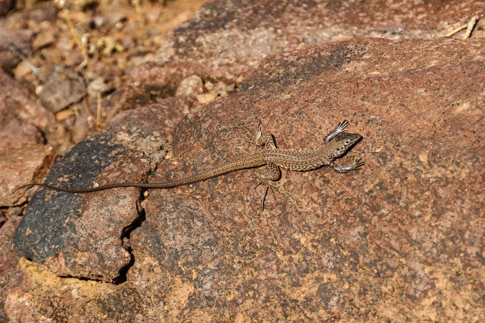 Cannundrums: Arizona Desert Whiptail
