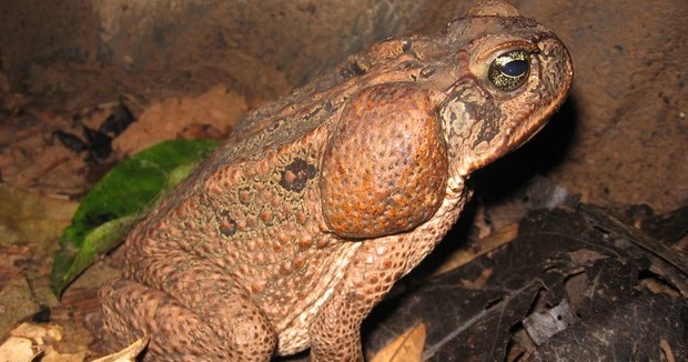 No Mar Profundo: Sapo-cururu faz 'ligações de longa distância' para ...