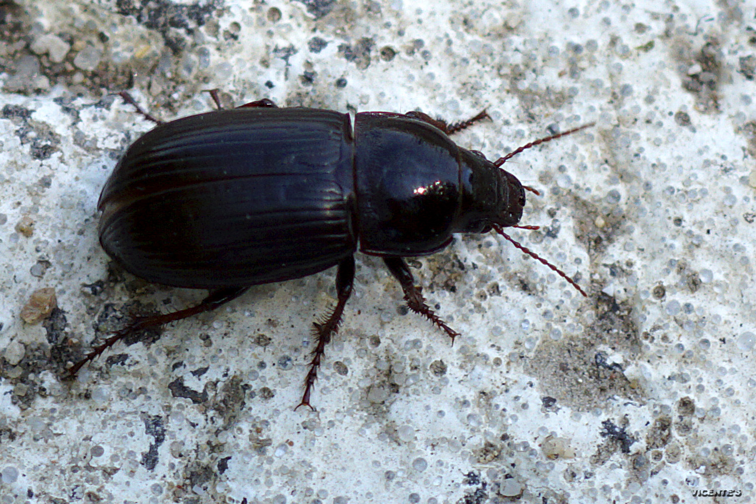 Fauna silvestre de Hormaza: Zabrus tenebrioides