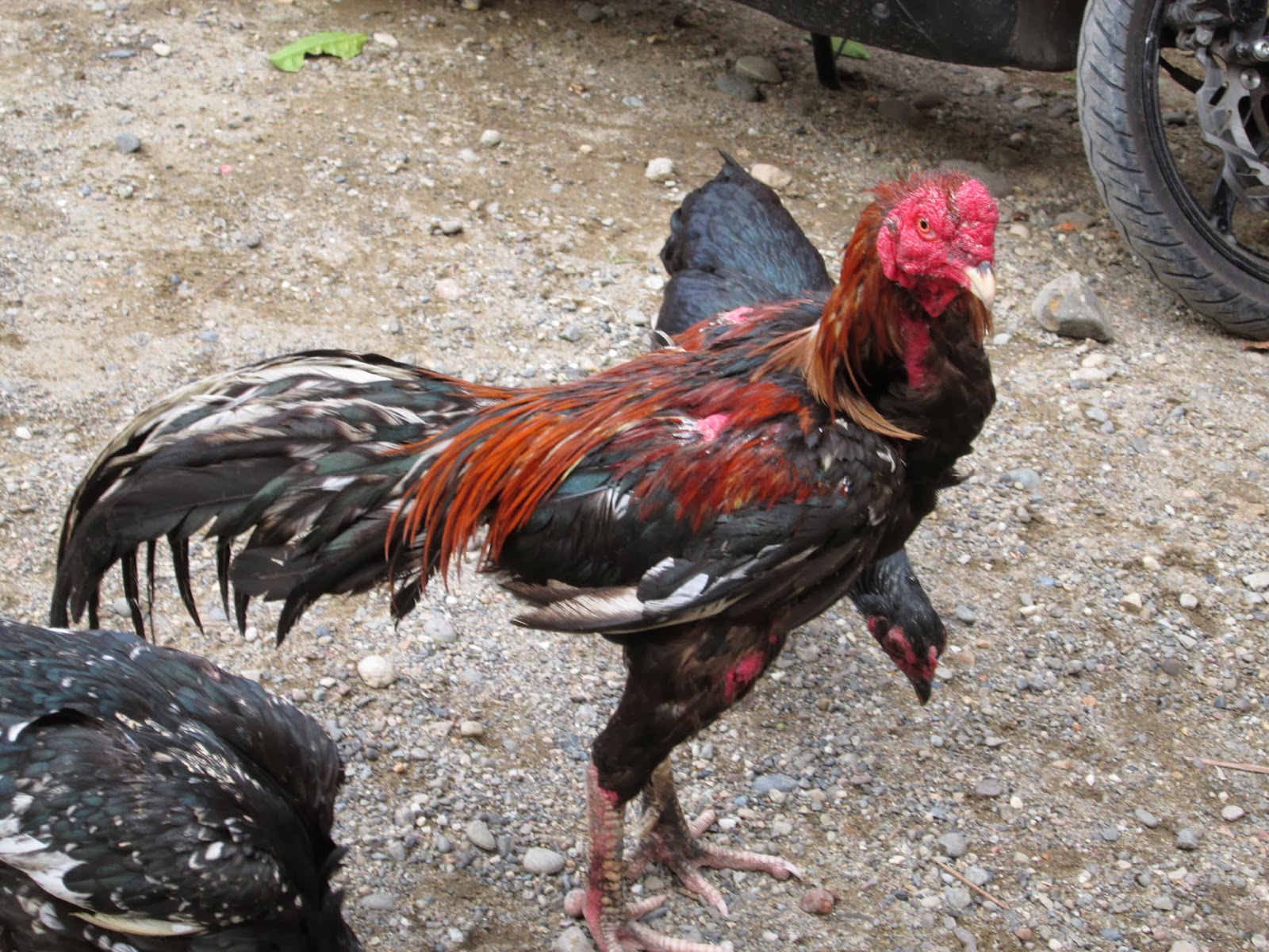CARA MEMILIH INDUK AYAM LAGA ~ Kelebihan ayam berkaki Hijau & cara ...