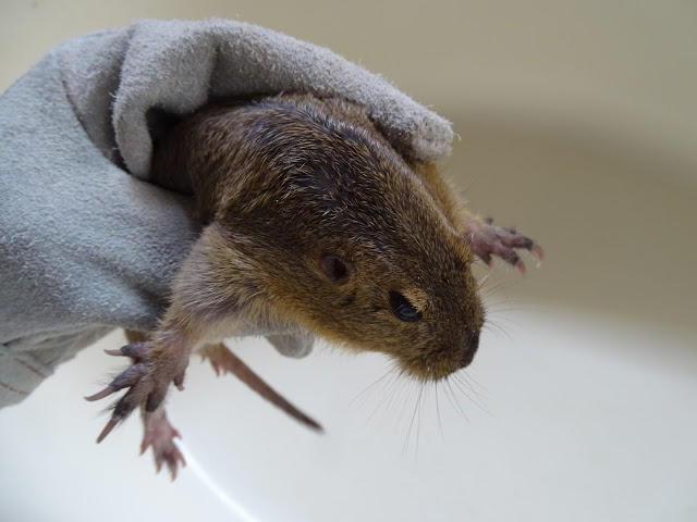 Naturalista Irreverente de Tehuacán: TUZA