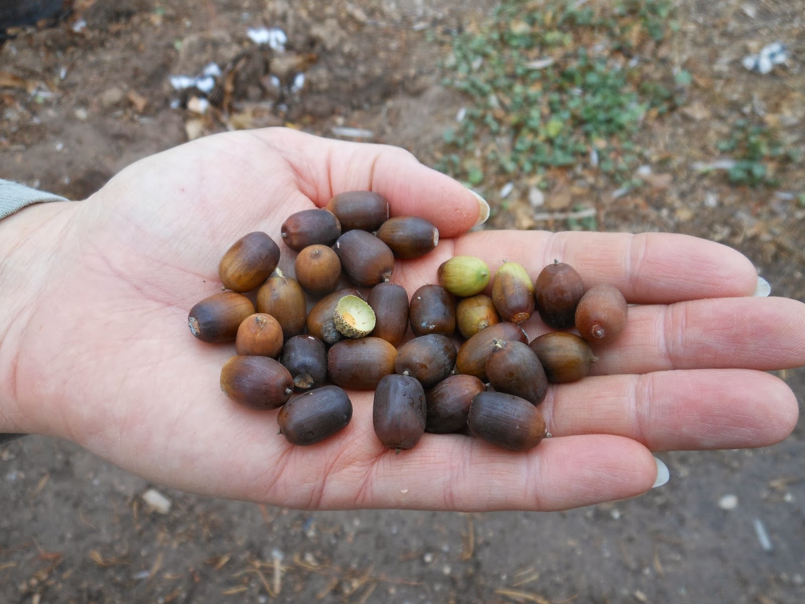 Traveled Far and Wide To Find Vasey Oak Acorns This Year!