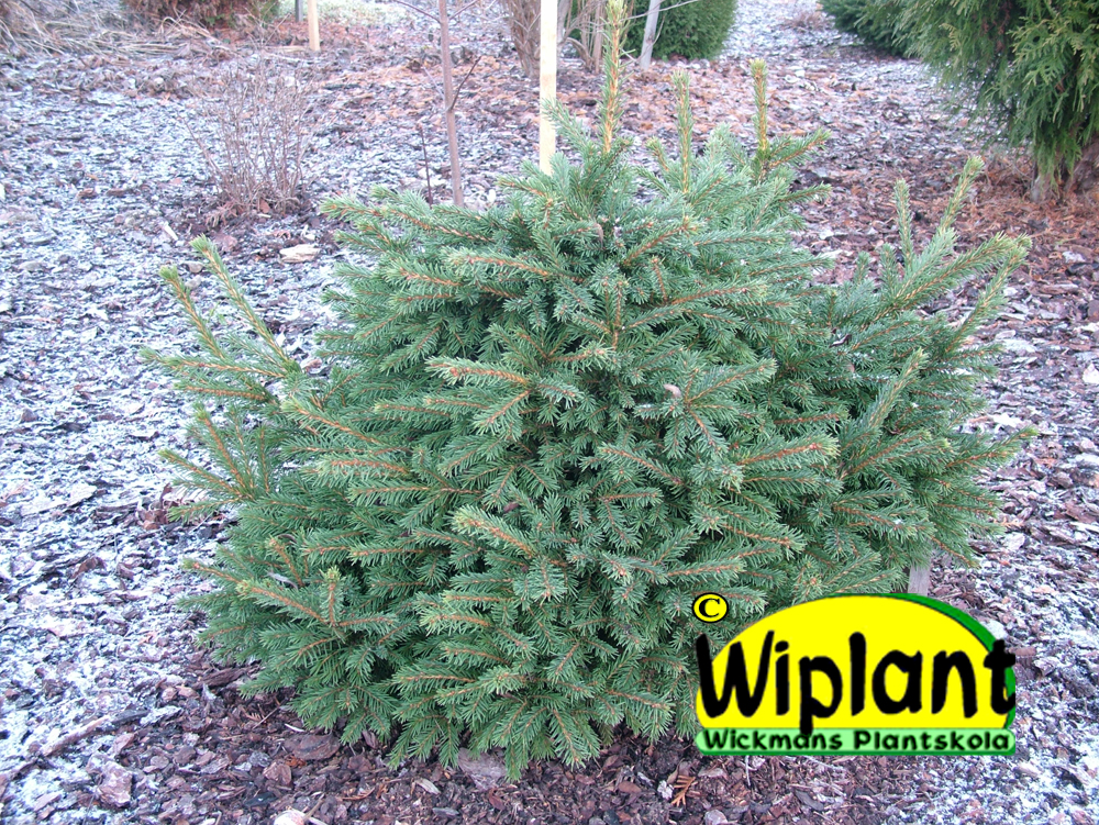 Sol och grönt: Thuja till häck