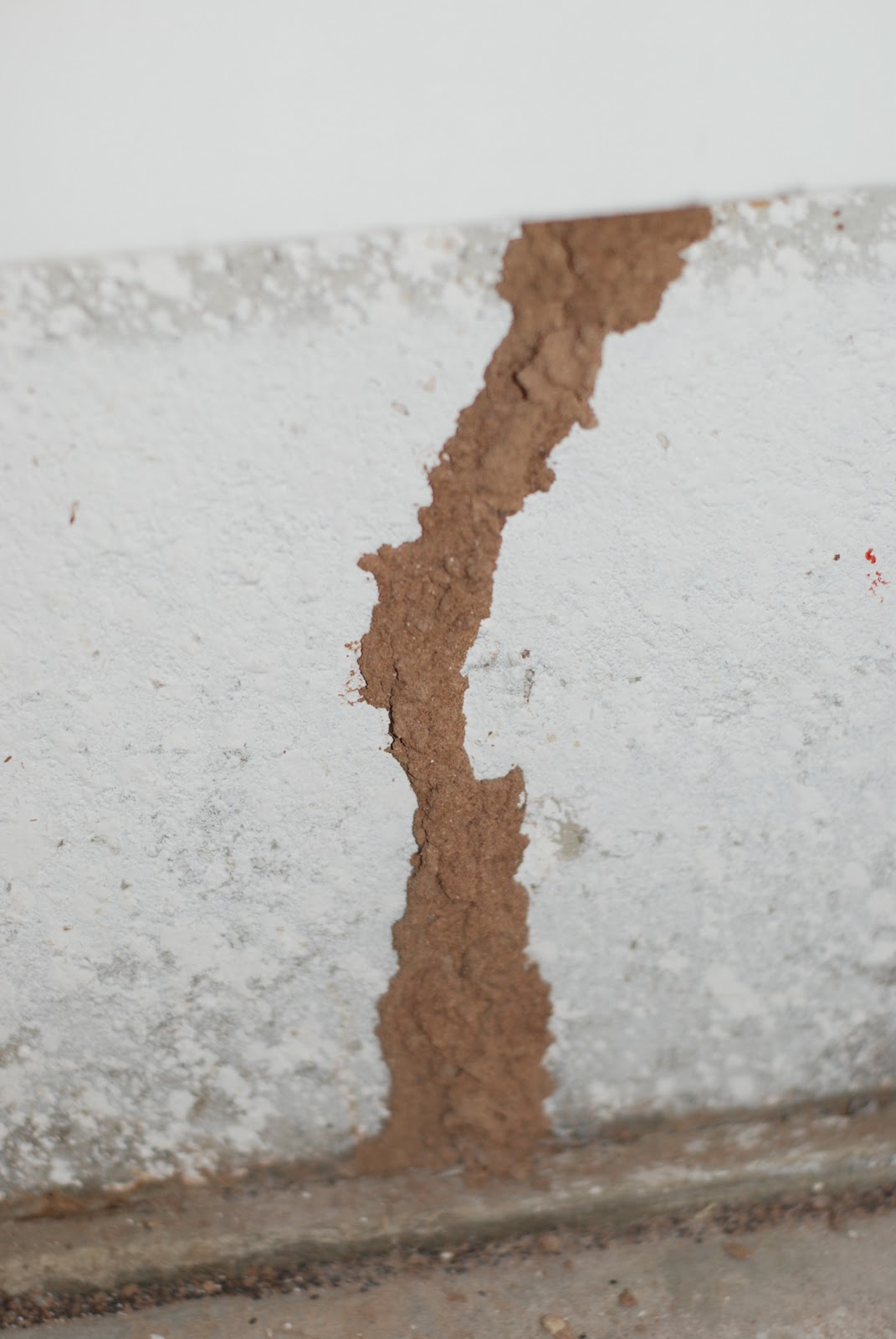 Arizona's Termite Expert: How do I tell if I have Termites