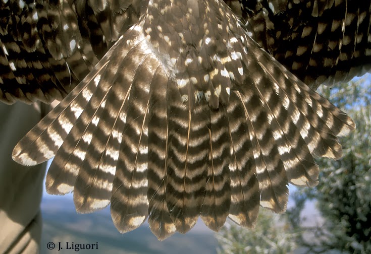 Utah Birders | Birding Blog, Utah Birds, Utah Birding, Utah Bird ID ...