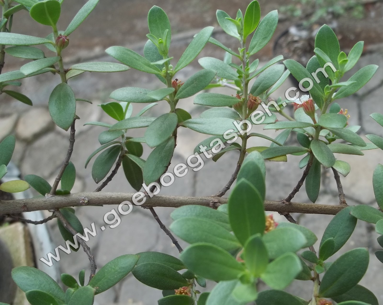 Setigi Karimun Jawa - lets-santai.blogspot.com