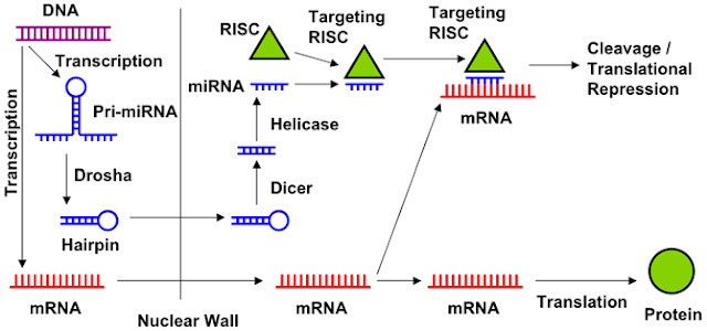 Hongryuls Blog 마이크로rna Microrna Mirna 란