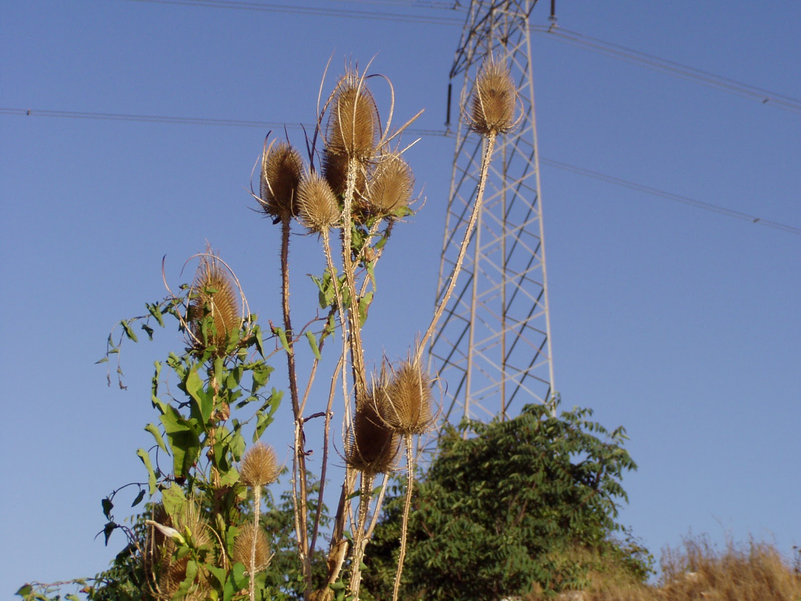 NATURA VIVA: El cardó, cardot o card de cardadors (Dipsacus fullonum)