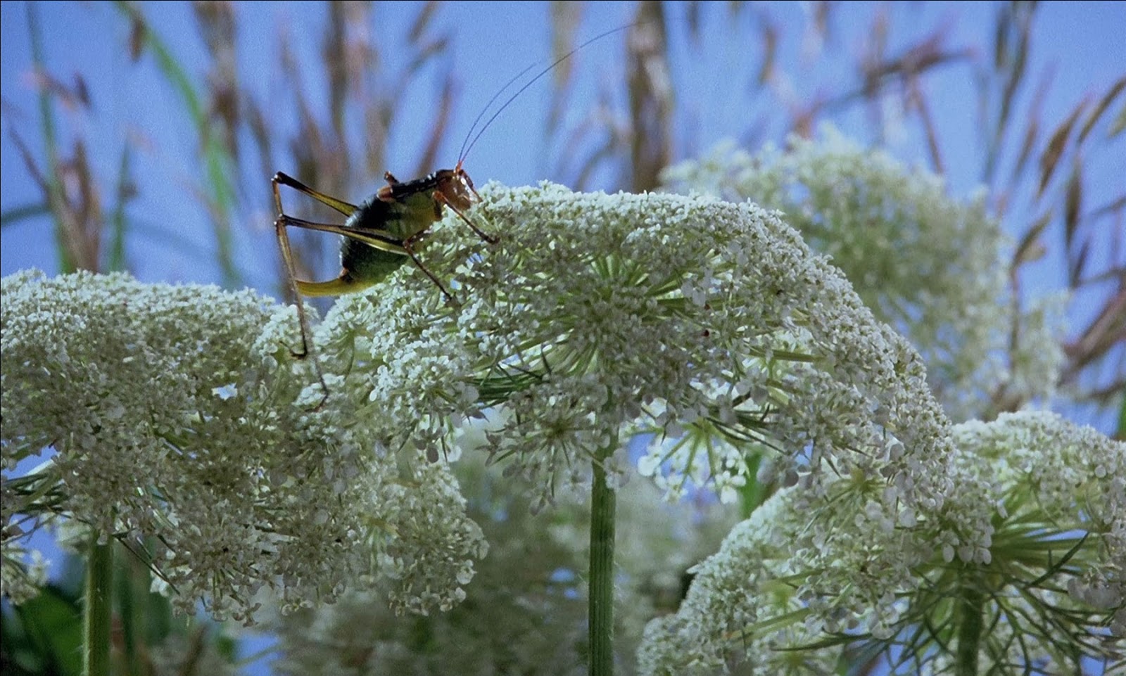 The Beautiful Film Frames: Microcosmos (1996) Blu-Ray Screenshots