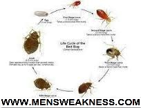 Khatmal Kaise Mare Kill Khatmal Insect Bed Bugs Ka Khatma Khatmal ...