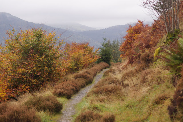Dodd wood, the route to the summit - Sophie in the Sticks