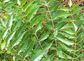 Manfaat dan Khasiat Daun Mimba Bagi Kesehatan | Tanaman Obat | Manfaat ...