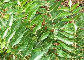 15 Khasiat Daun Mimba Untuk Kesehatan | Khasiat