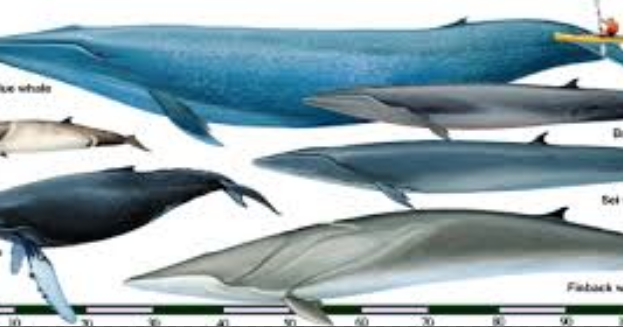 PAUS BIRU - PENYULUH