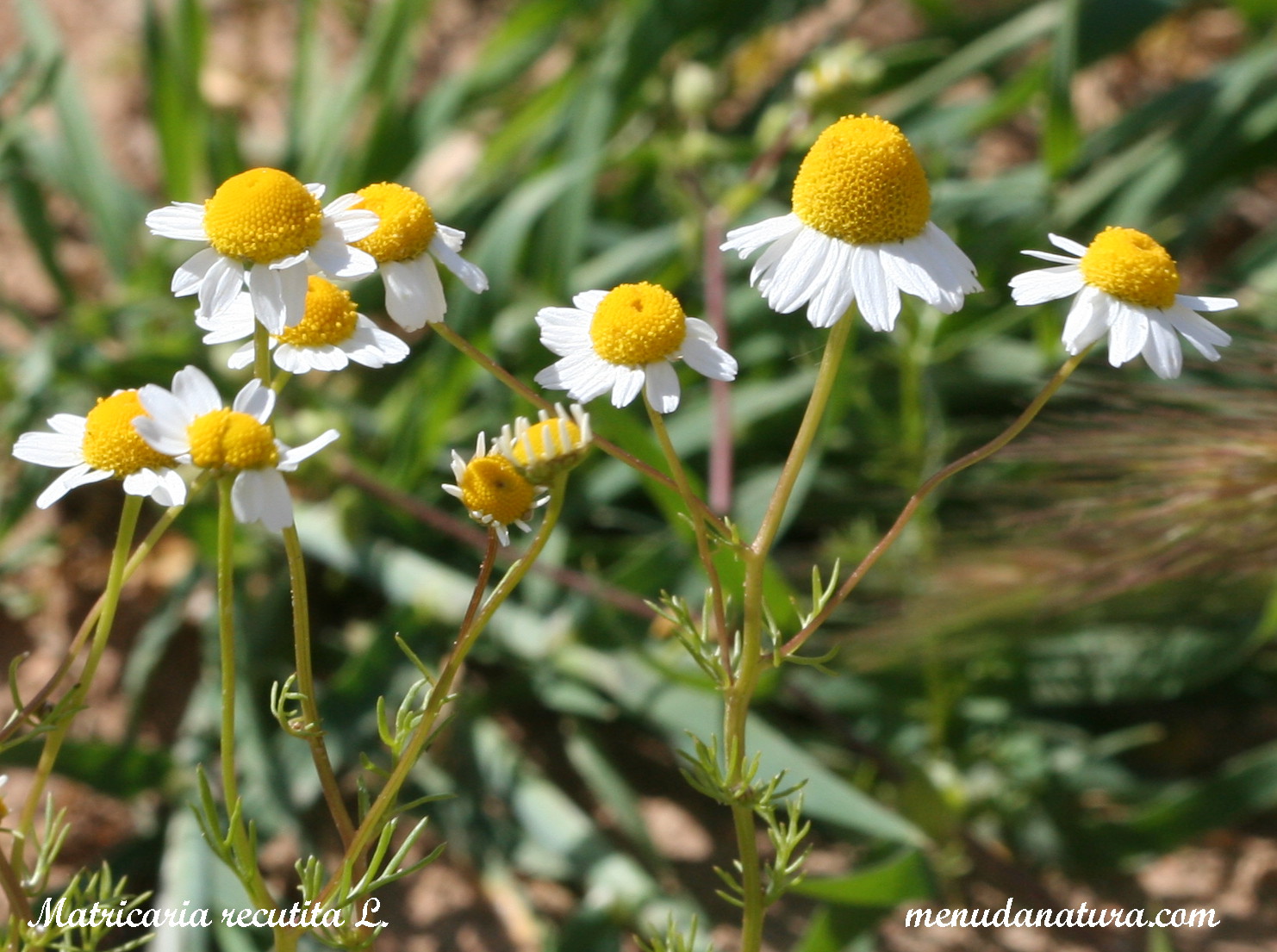 Menuda Natura: Matricaria recutita L.