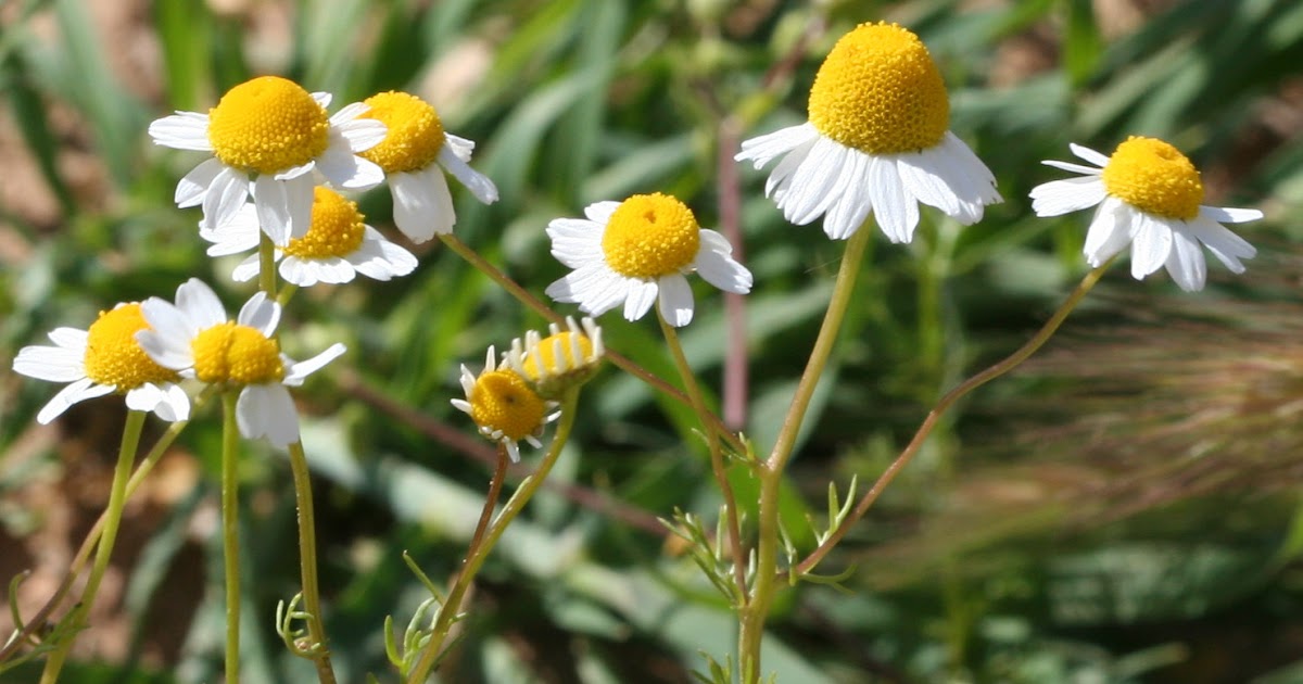 Menuda Natura: Matricaria recutita L.