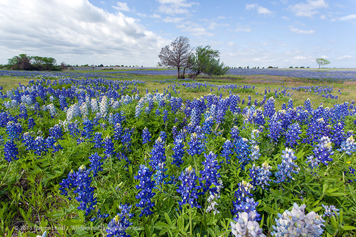 Texas Bluebonnets