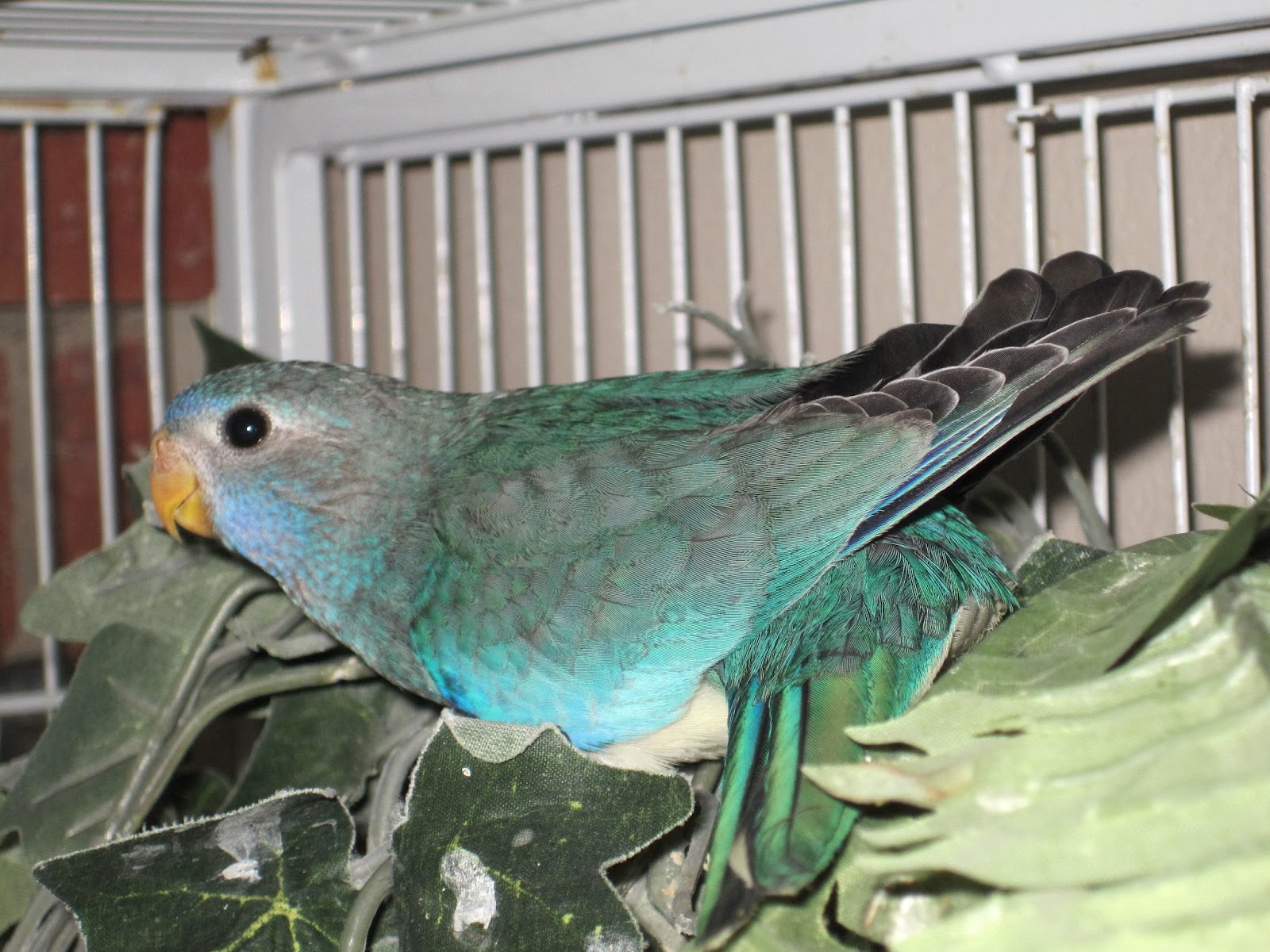 Happy Bird Place Finch and Grasskeet Blog: New fledglings