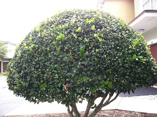 chris design blog: trimming bush to shape a mushroom