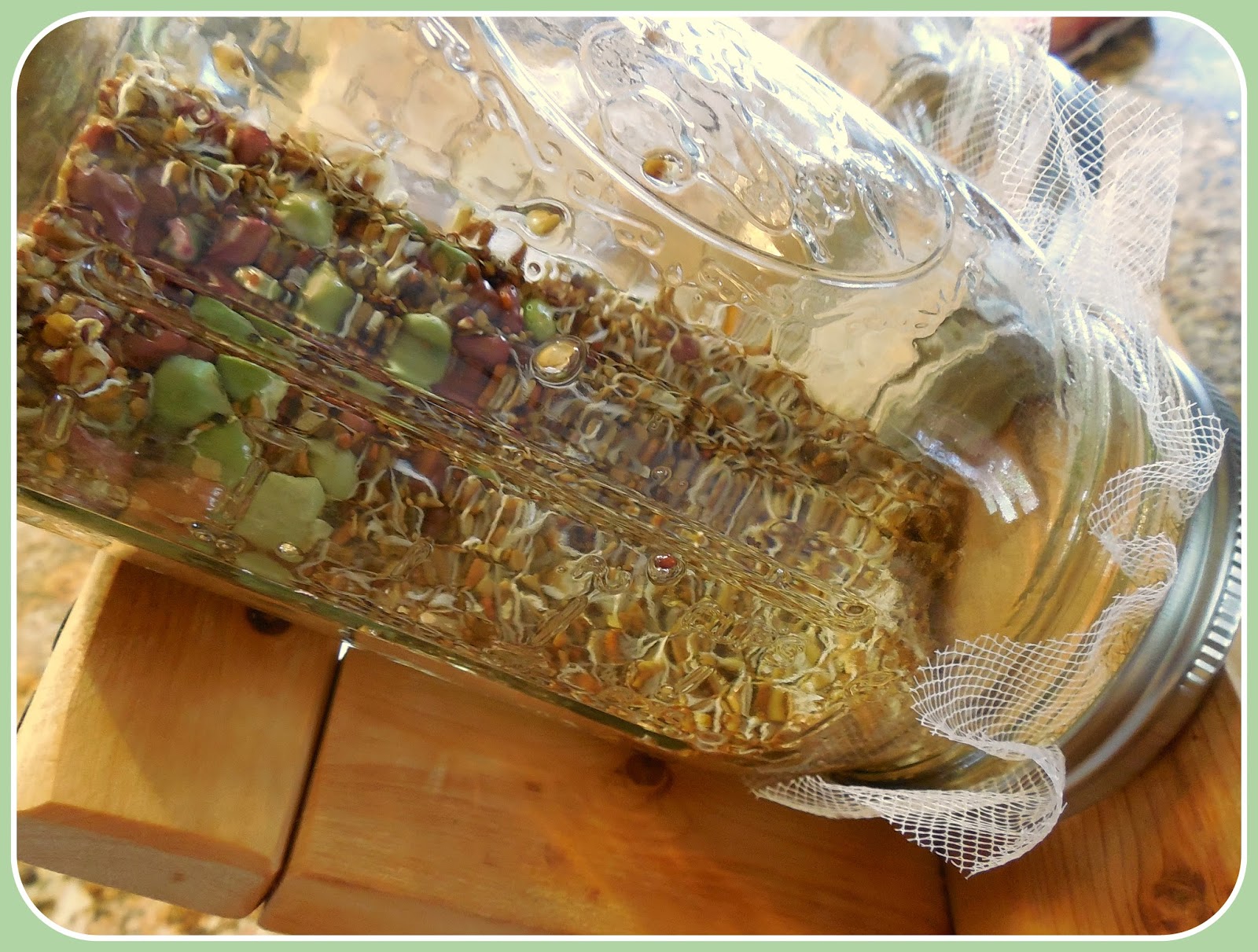 Wit's End Farm: Growing Sprouts at Home!