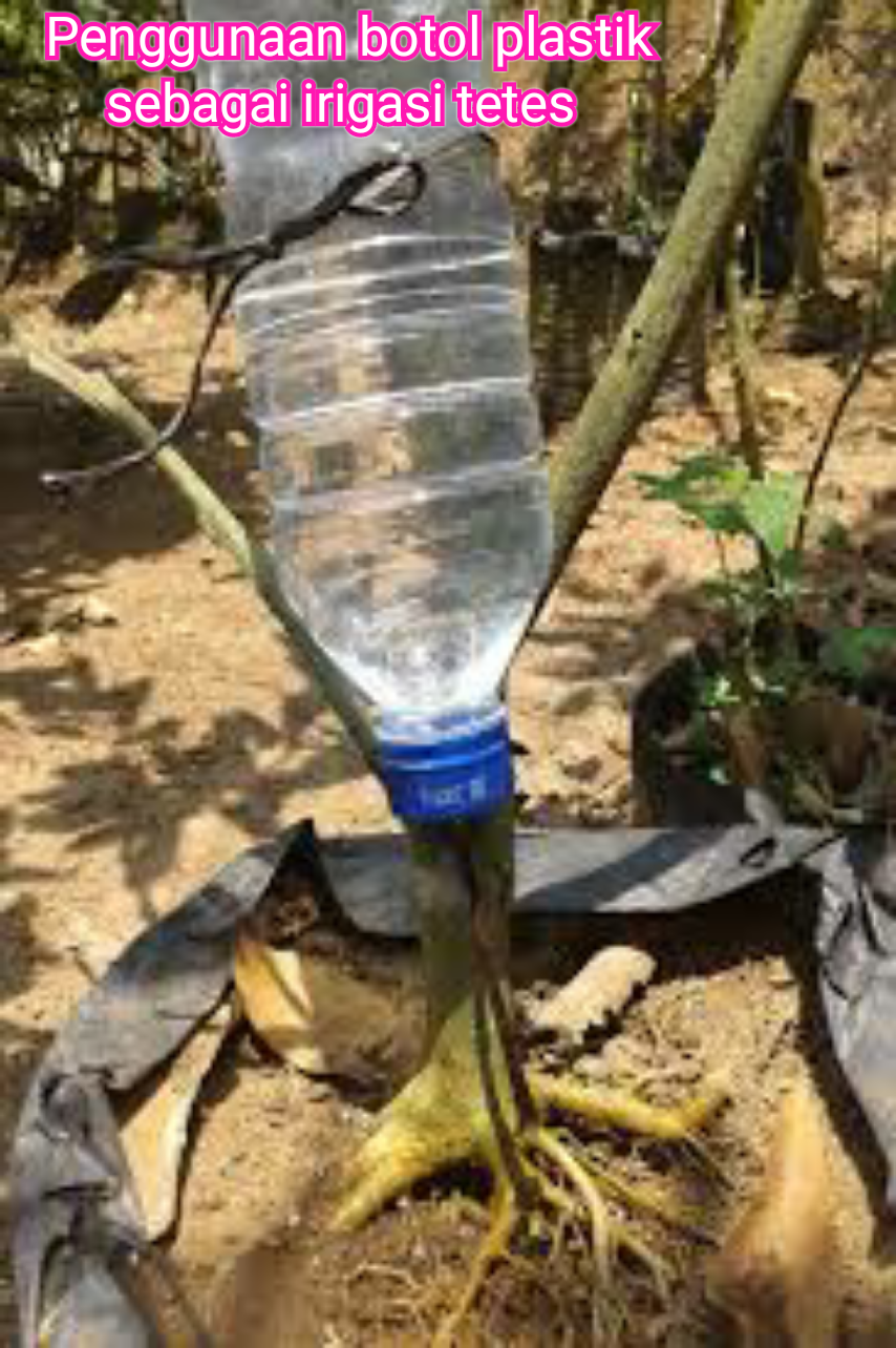 Pemanfaatan botol plastik bekas di pertanian - talitashare.com