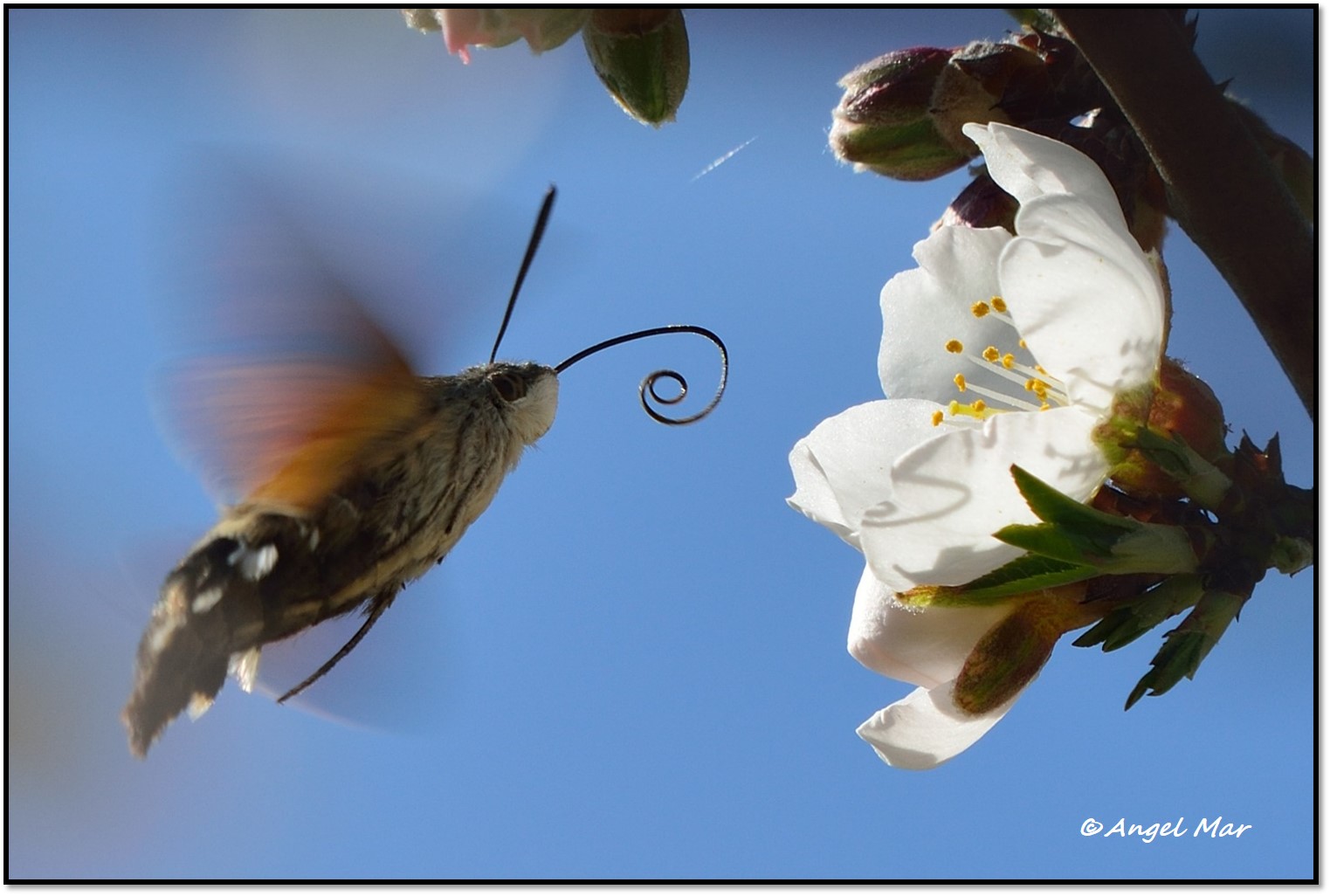 Butterflies and Dragonflies: Macroglossum stellatarum (Polilla Esfinge ...