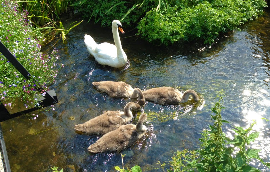 Living Large In Small Spaces - Millstream Cottage - A Joyful Cottage