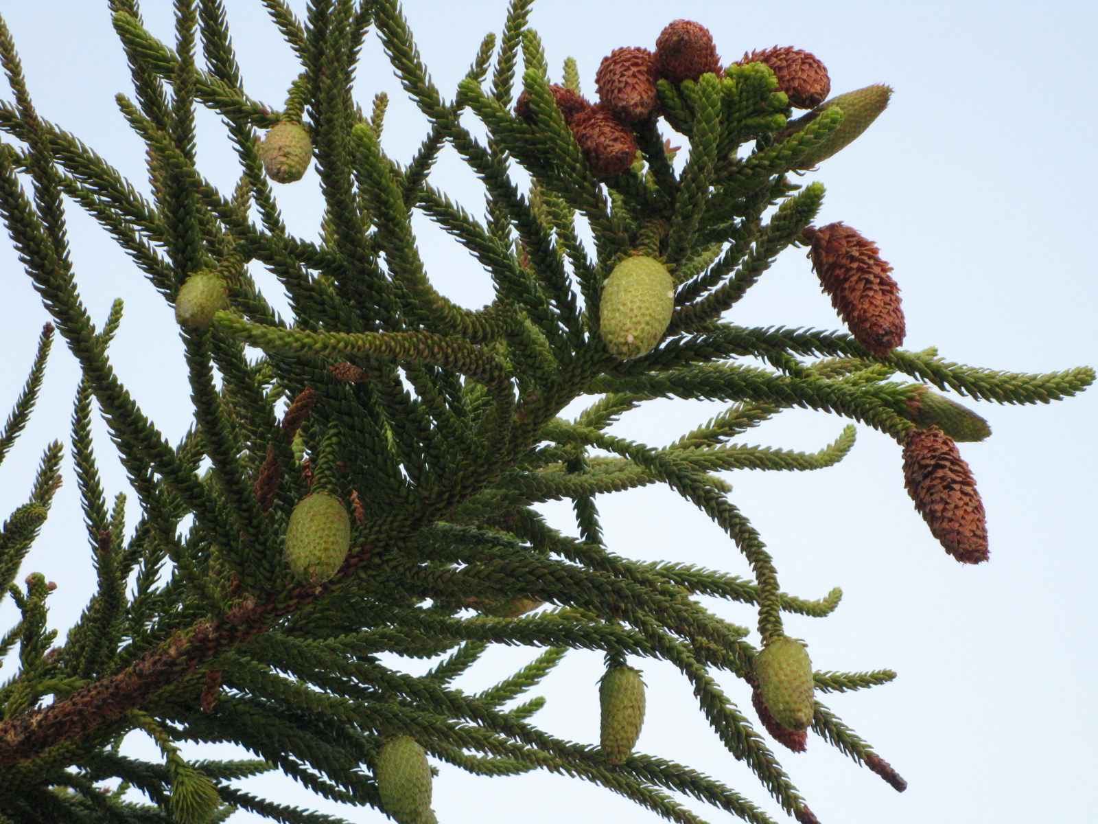 The World´s Tree Species: Cook Island Pines in Oropesa Del Mar