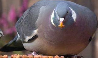 The Plural Of Hyena: Fat Birds