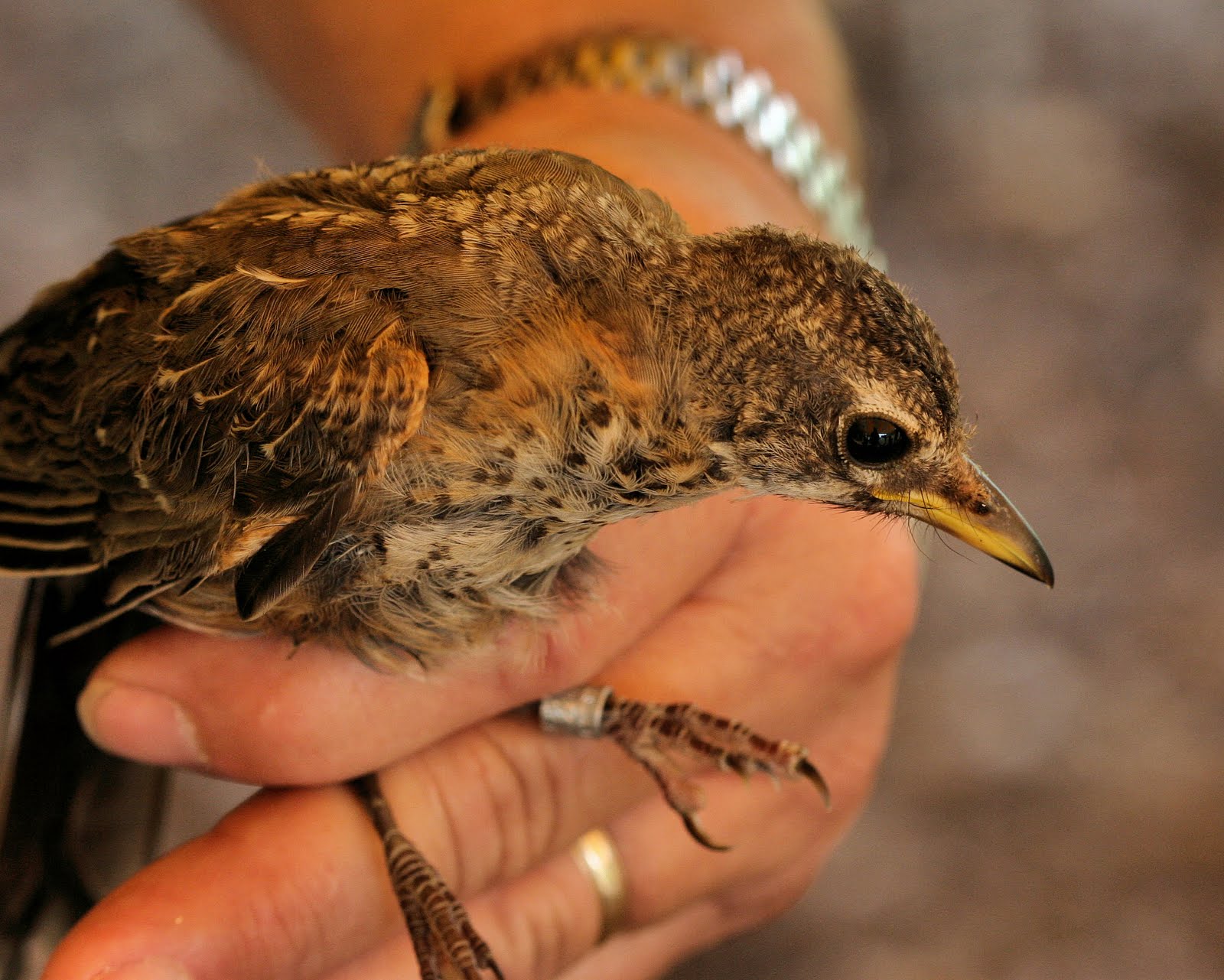 Birds from Behind : Oh, Excuse me, Robin? WHERE THE HECK ARE YOU?!