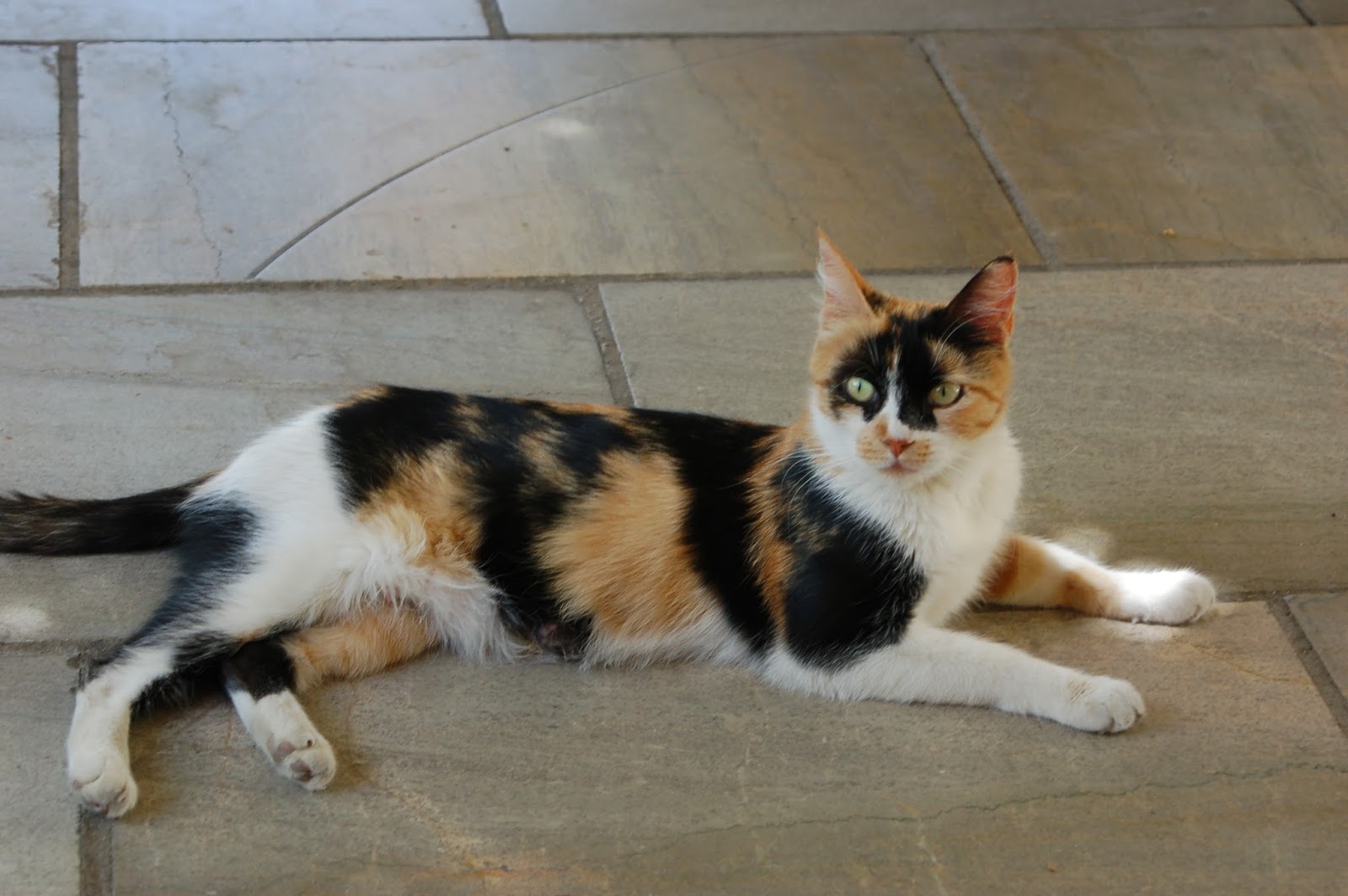 Can it happen here?: Friday cat blogging: Spanish city cats