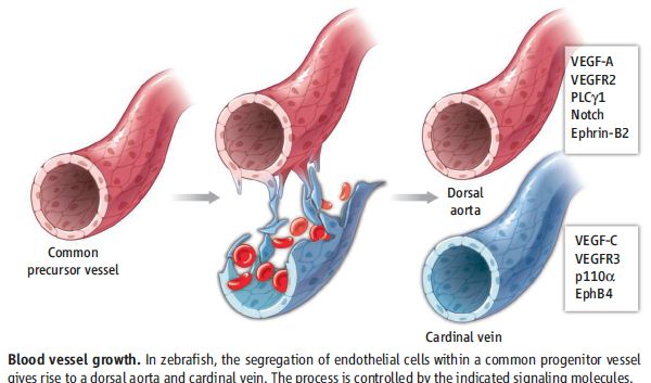 Blood vessel formation |Genetic Engineering Info