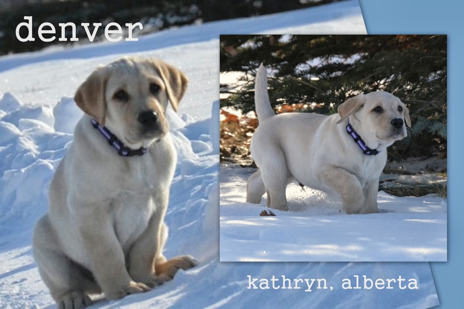 Windara Labrador Retrievers: PUPPIES IN THEIR NEW HOMES 1998 to 2014