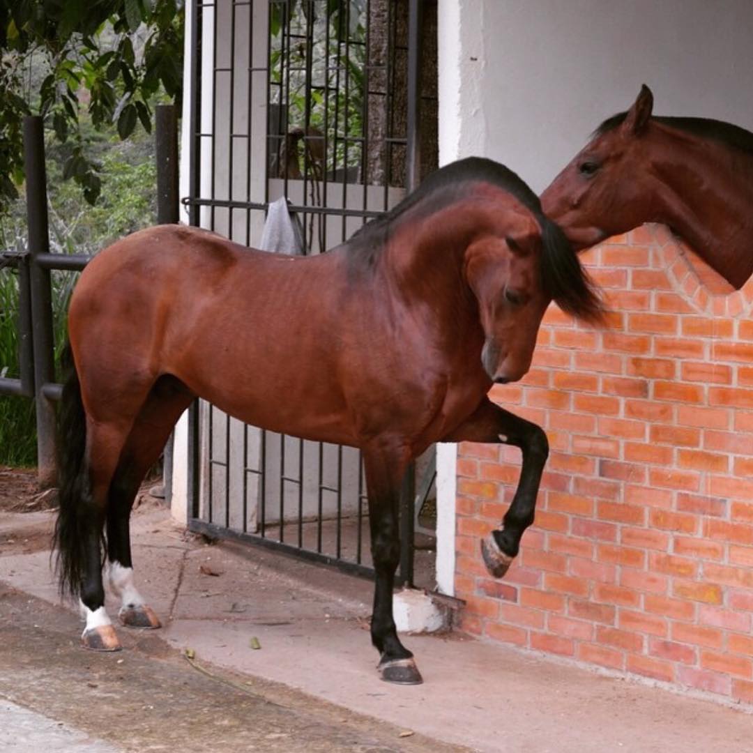 pasión equina: reproducción de un caballo