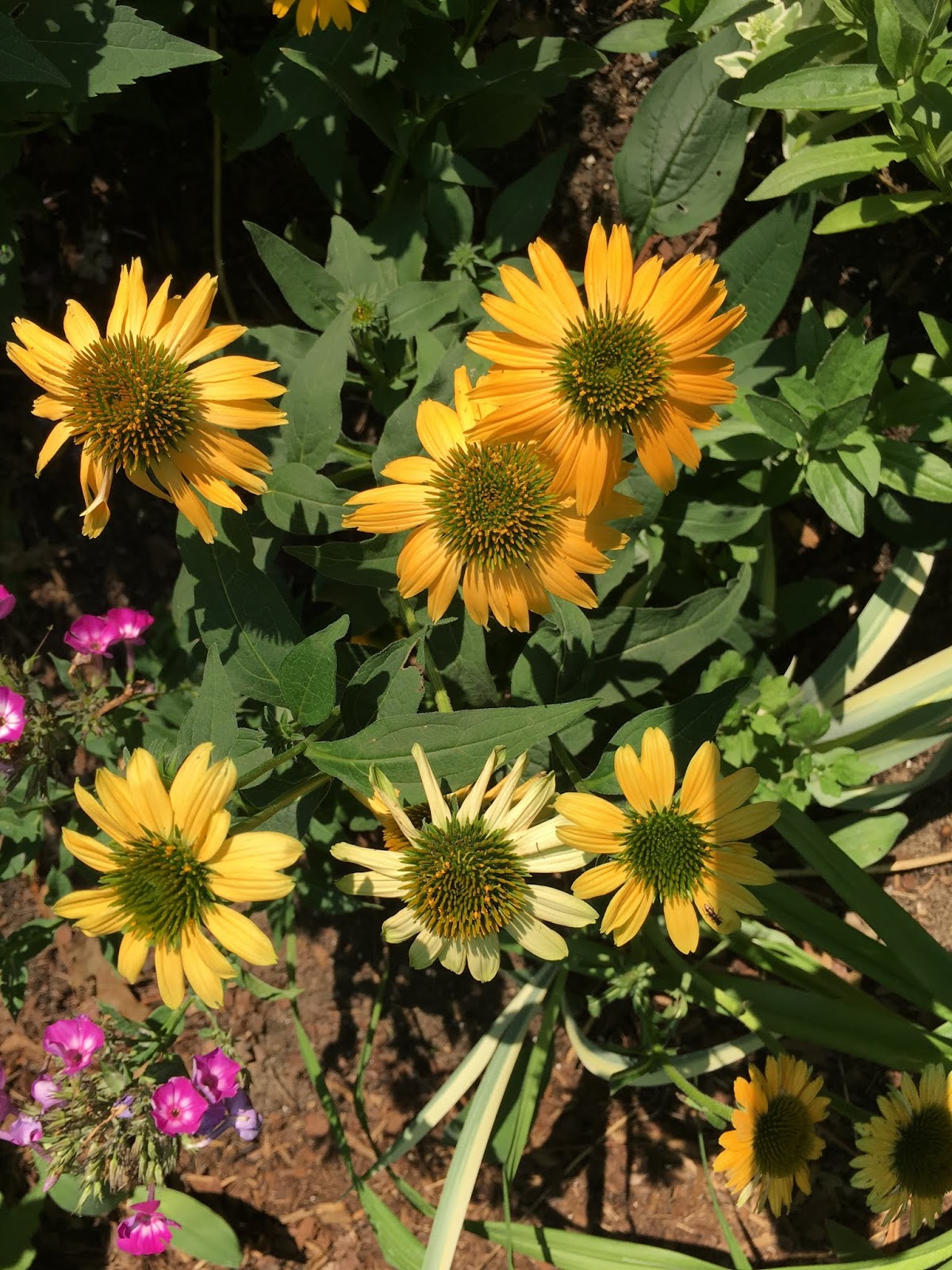 Home and Gardening With Liz: Blooming' Away!
