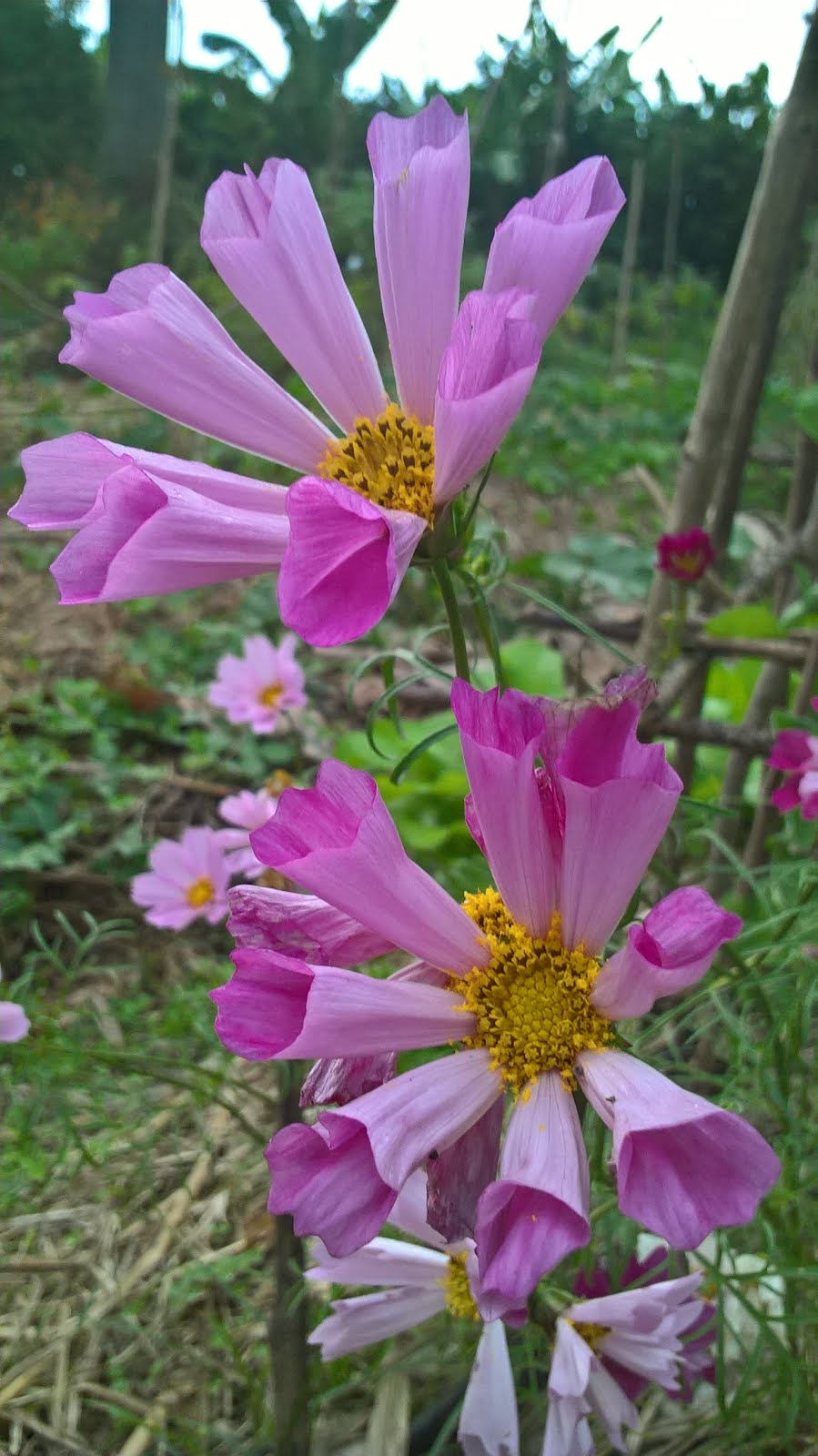 Chez Fred, Potager Bio: Cosmos "sea shells".
