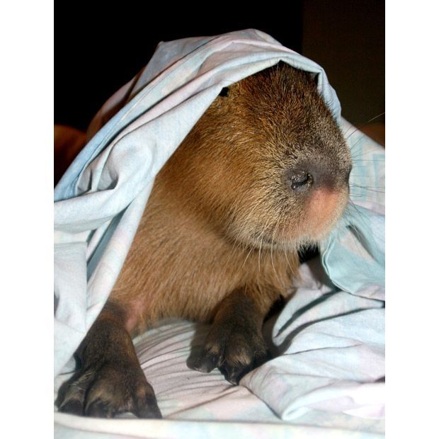Caplin Rous, World's Most Famous Capybara | Whey abHa yUL wOt LoNG MONto
