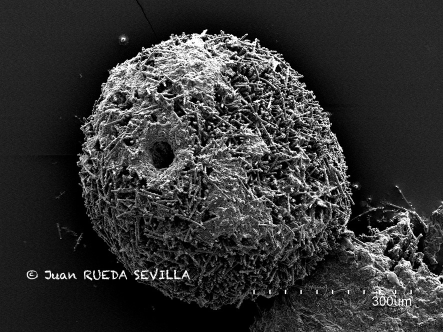 Macroinvertebrados acuáticos: Nuevas aportaciones para Costa Rica y ...