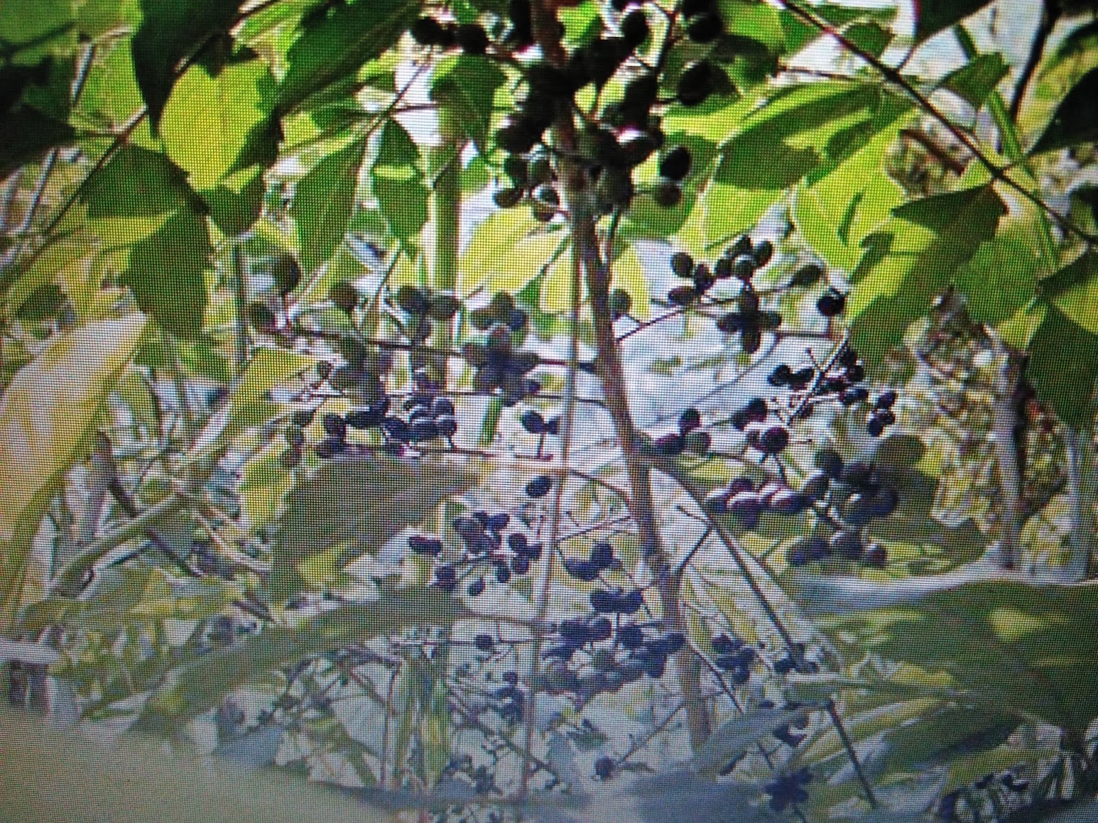 Fuziah Sulaiman blog: Kenali flora MEMPAHIT +MELADA PAHIT di Laman Herba