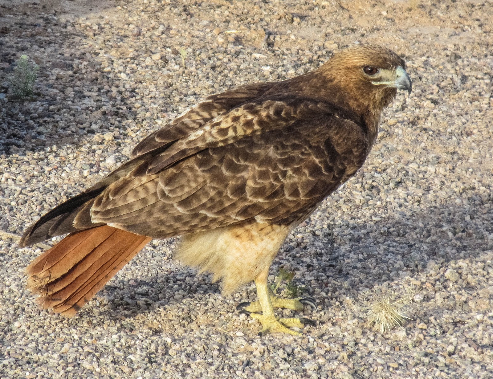 Cannundrums: Western Red-Tailed Hawk - Sonora, Mexico
