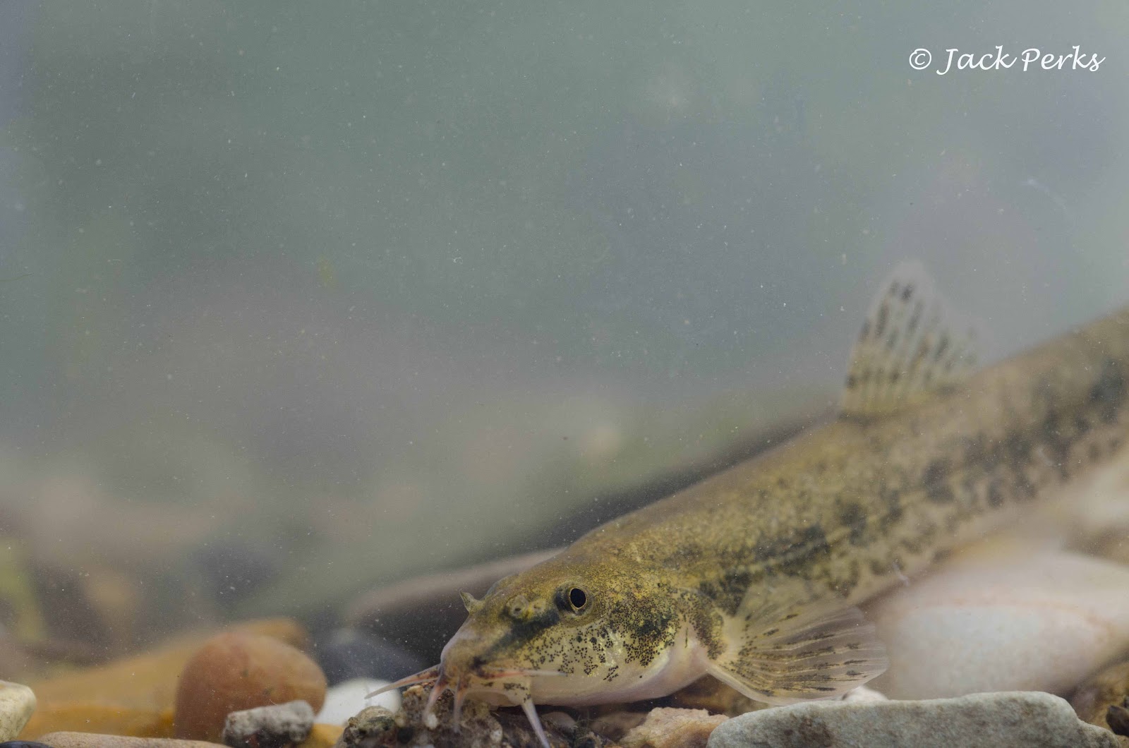 Jack Perks Photography: The forgotten fish of UK rivers
