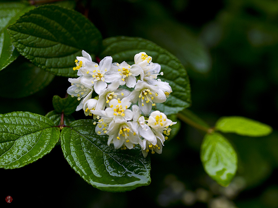 FROM THE GARDEN OF ZEN: May 2011