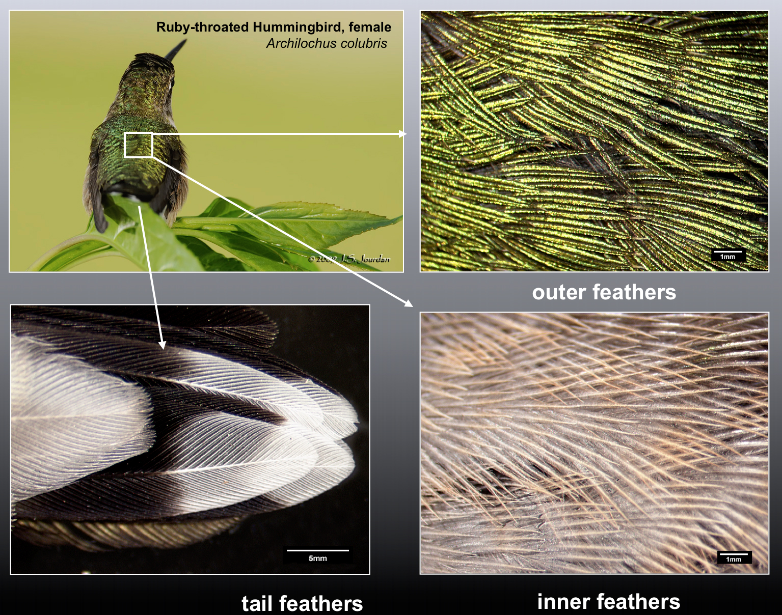 Exploring Iridescence in Ruby-throated Hummingbirds - 29 Jan 2017