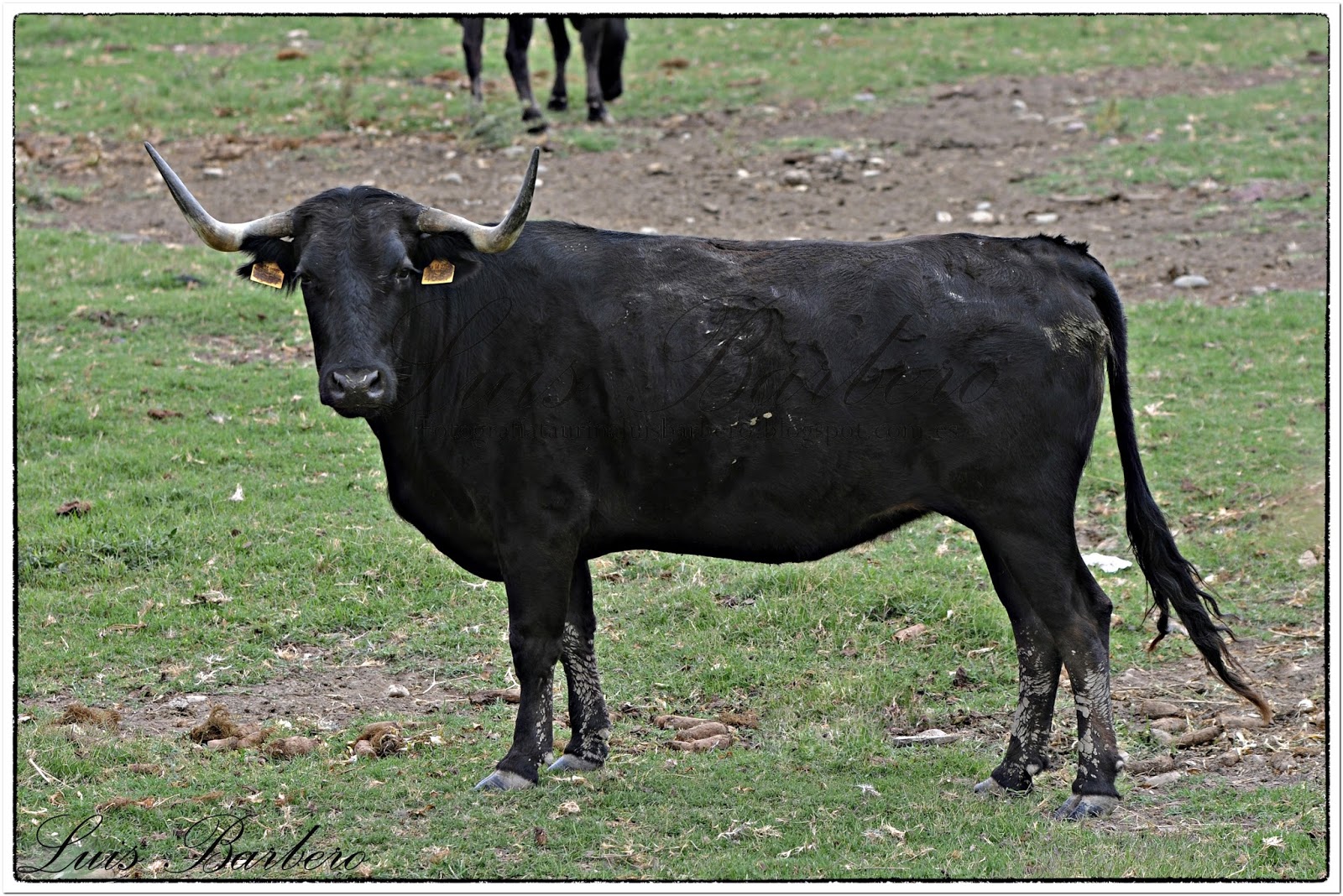 Pincha. D José Antonio Baigorri. Lodosa (Navarra). | Fotografia taurina ...