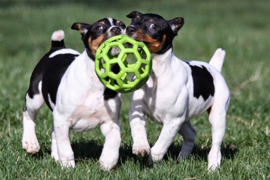 Todo Sobre Perros: Ratonero bodeguero andaluz