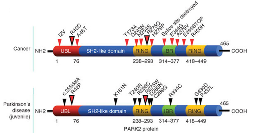 Mi viejo maletin: PRKN (PARK2)