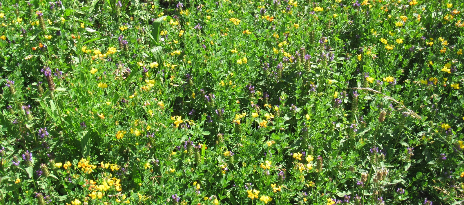 The Butterfly Bank: First Year Account