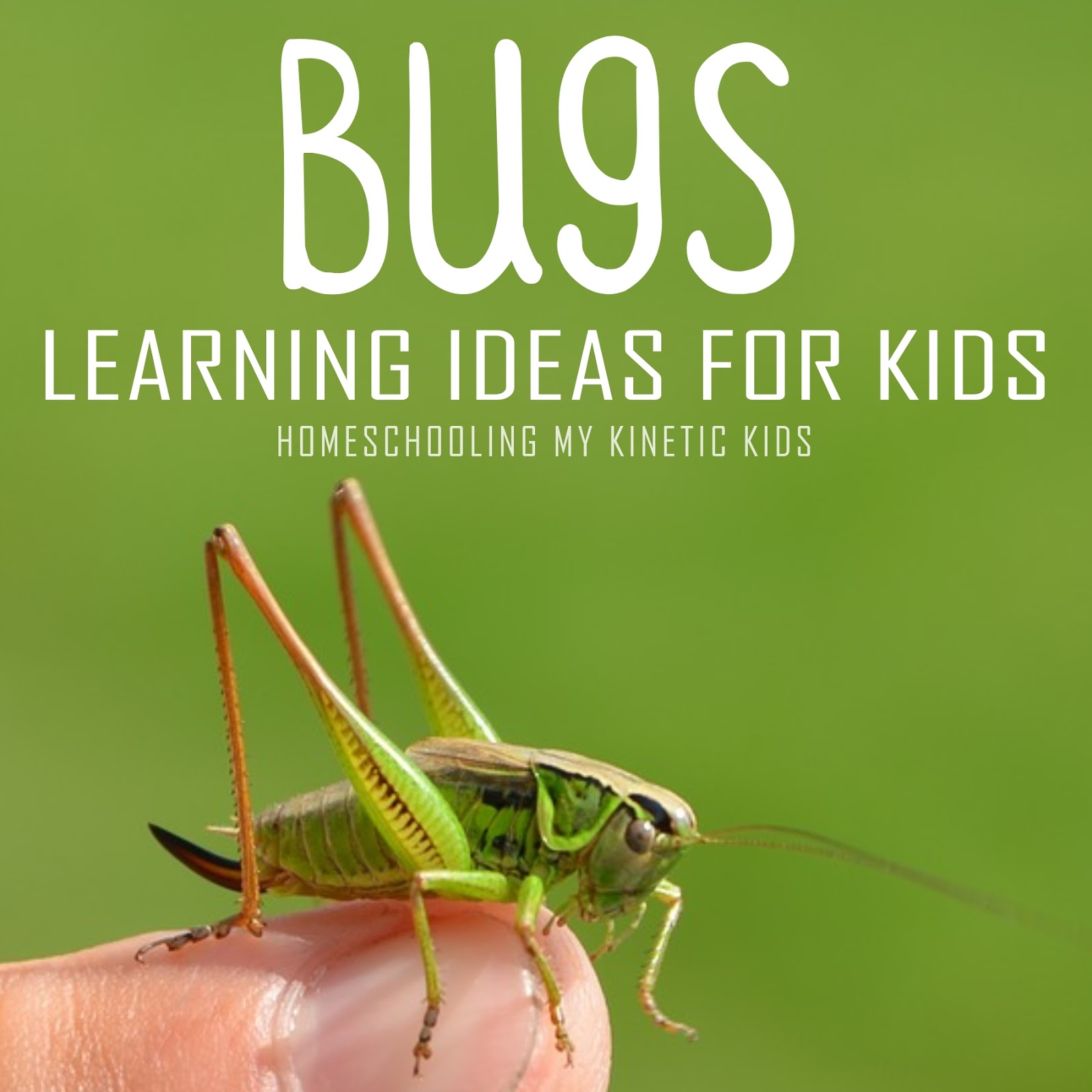 Bugs Learning Ideas