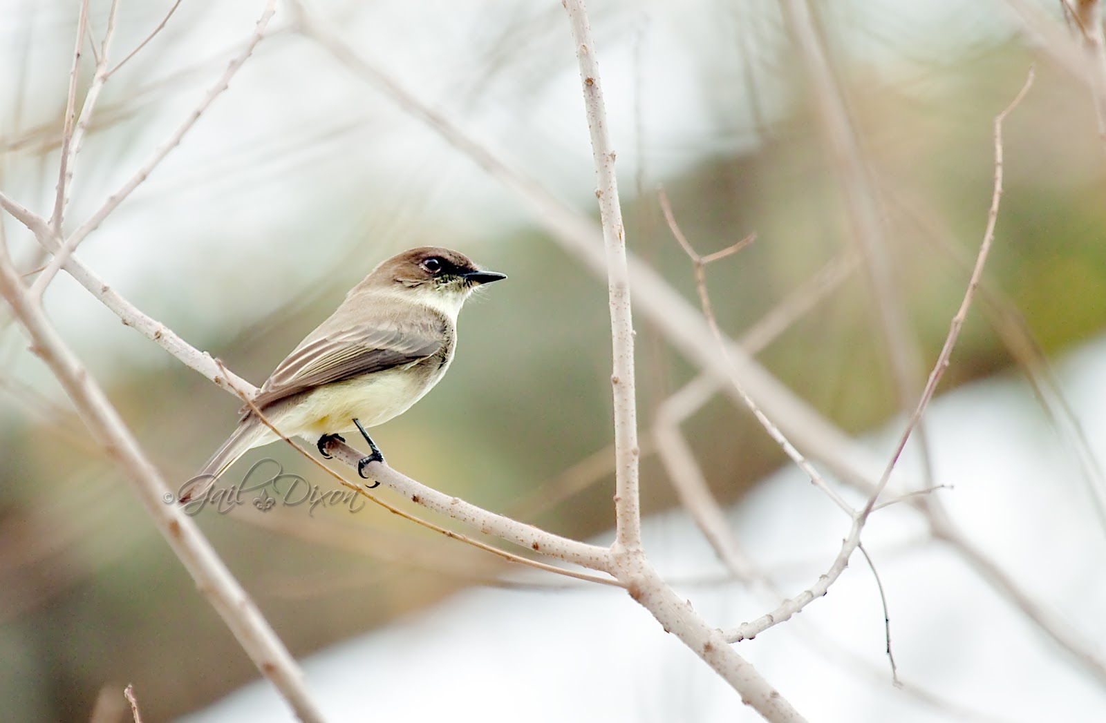 Louisiana Belle: Let's Geaux!