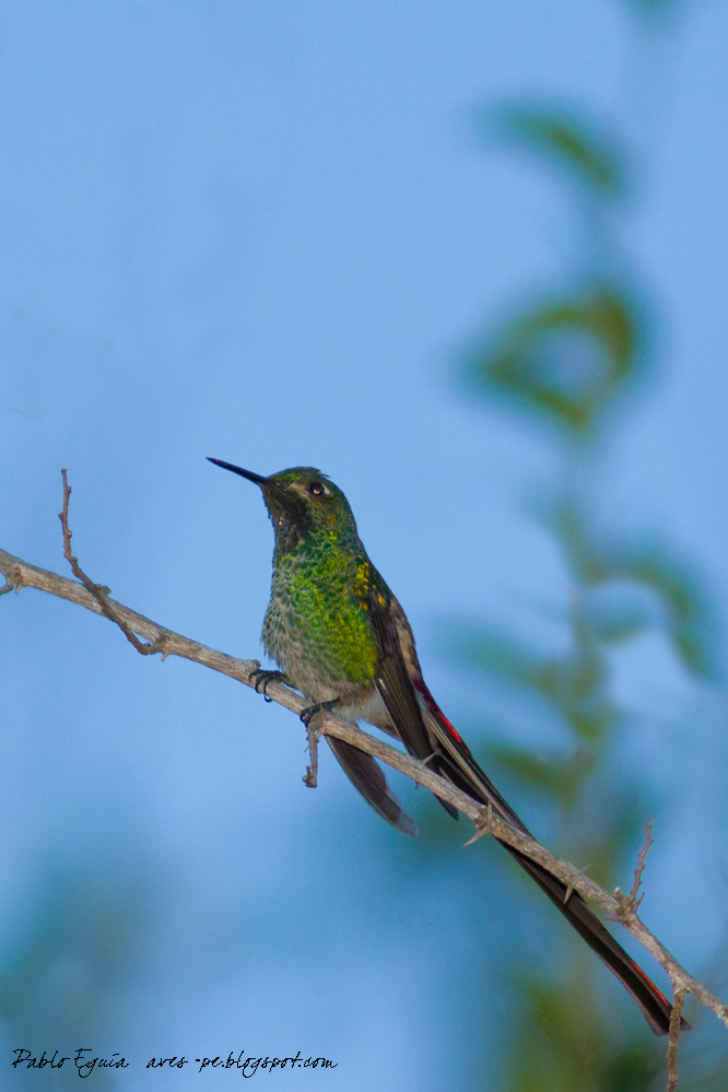 mis fotos de aves: Sappho sparganurus Picaflor Cometa Red-tailed Comet